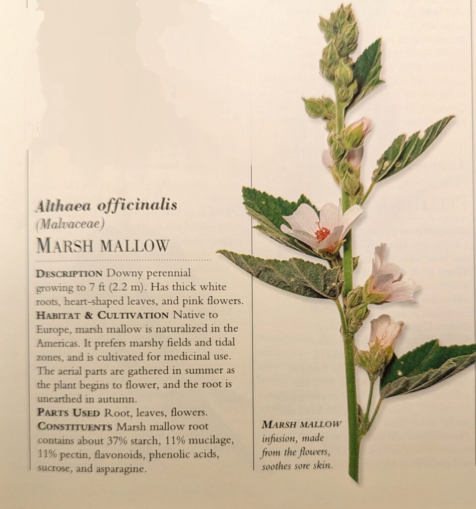 Vivoderm Natural Skincare » The Benefits of Marshmallow Herbs for Skincare